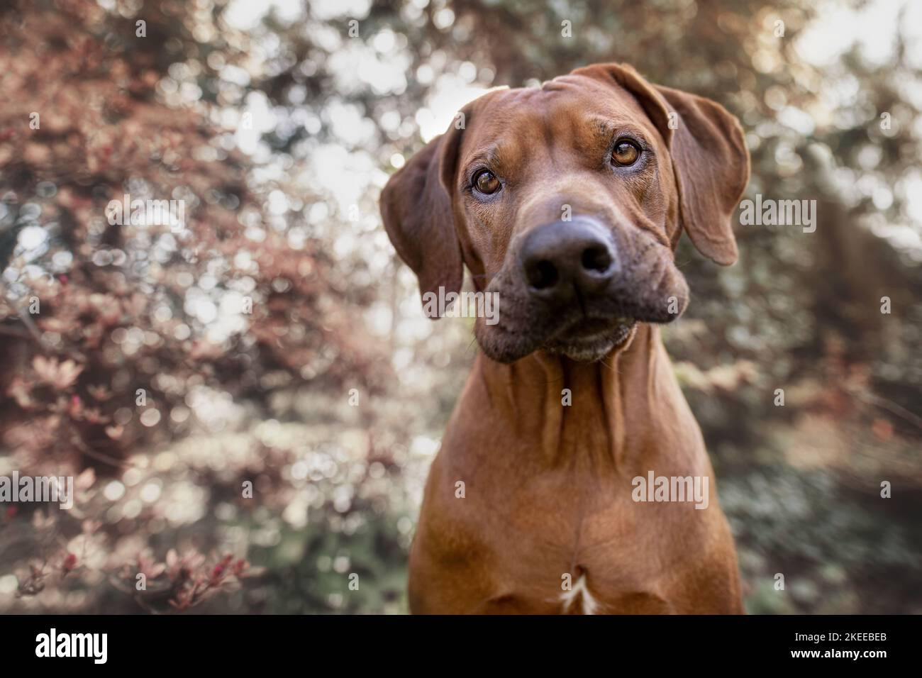 Rhodesian Ridgeback Portrait Stock Photo - Alamy