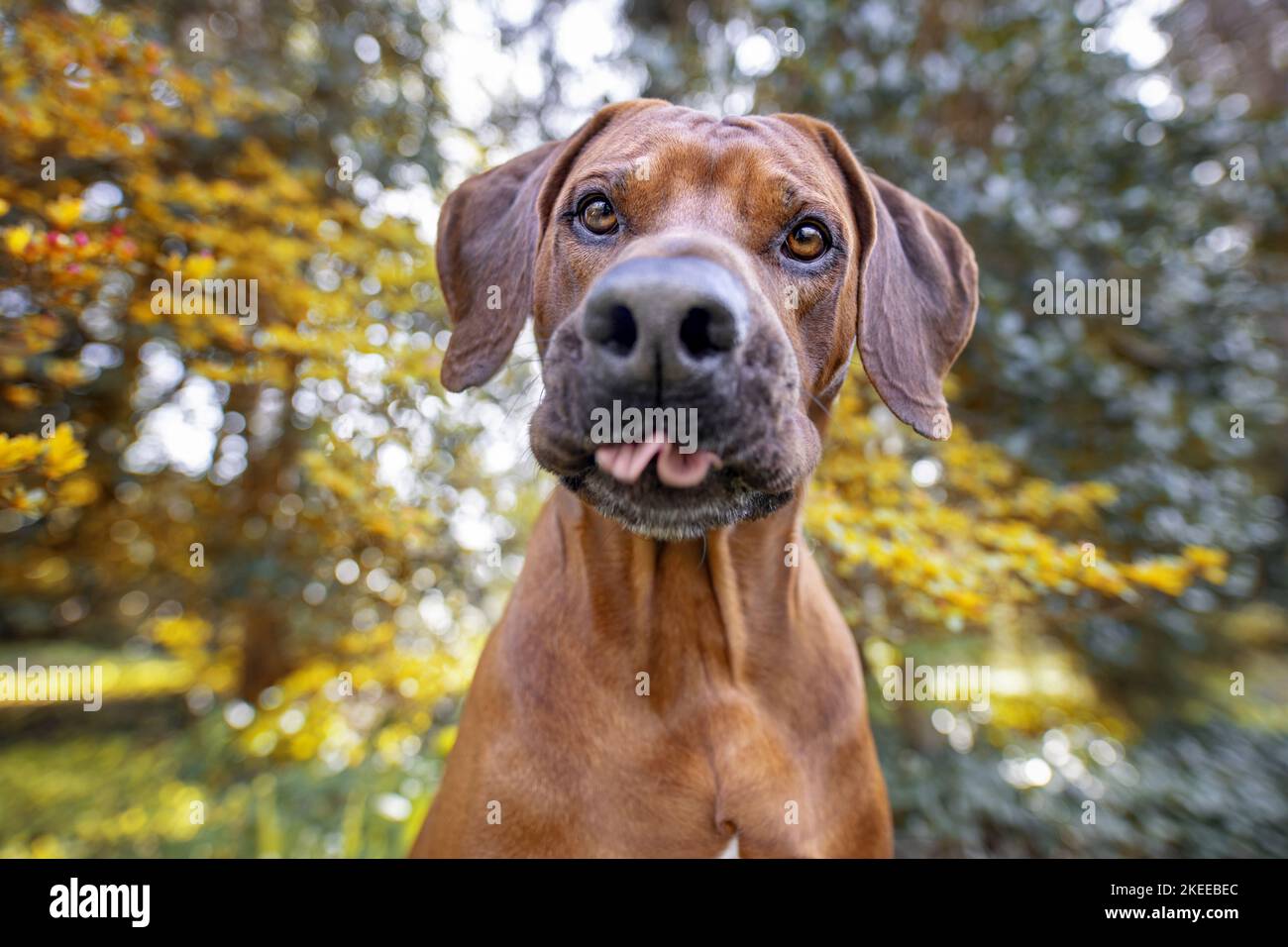 Rhodesian Ridgeback Portrait Stock Photo - Alamy