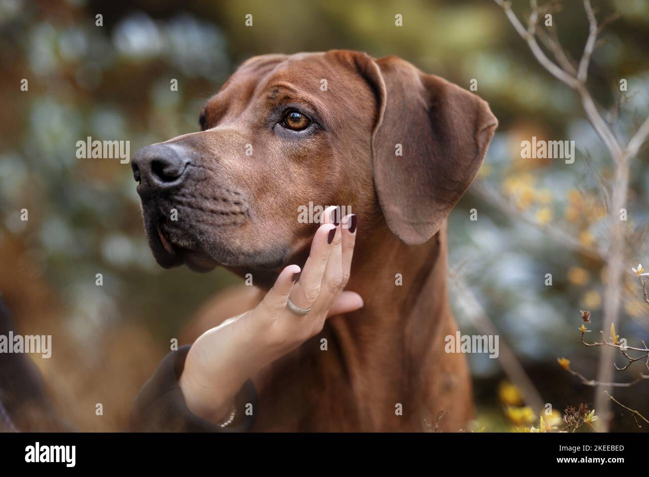 Rhodesian Ridgeback Portrait Stock Photo - Alamy