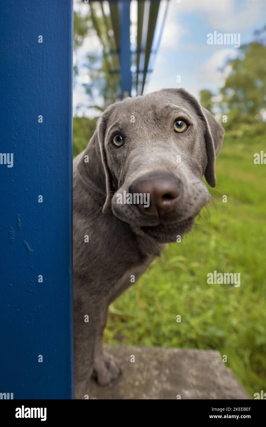 Charcoal labrador hi-res stock photography and images - Alamy