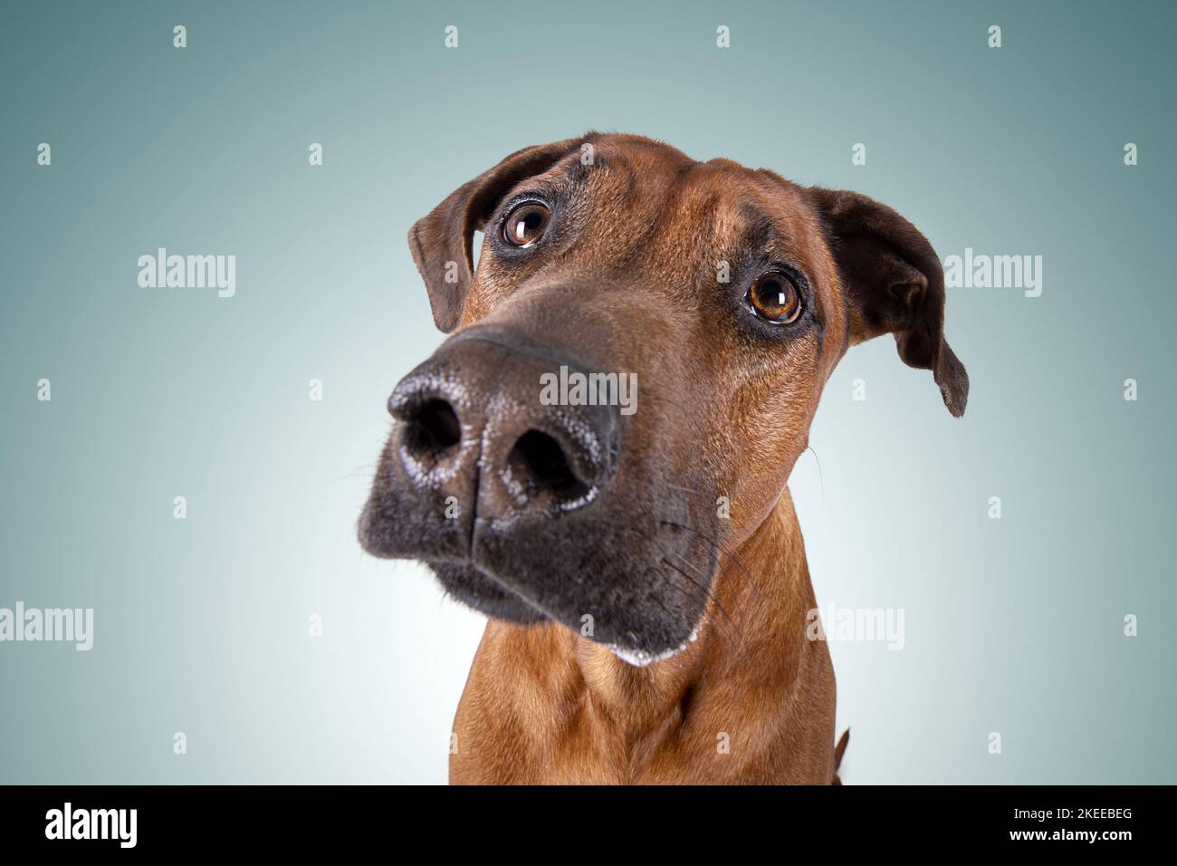 Rhodesian Ridgeback Portrait Stock Photo - Alamy