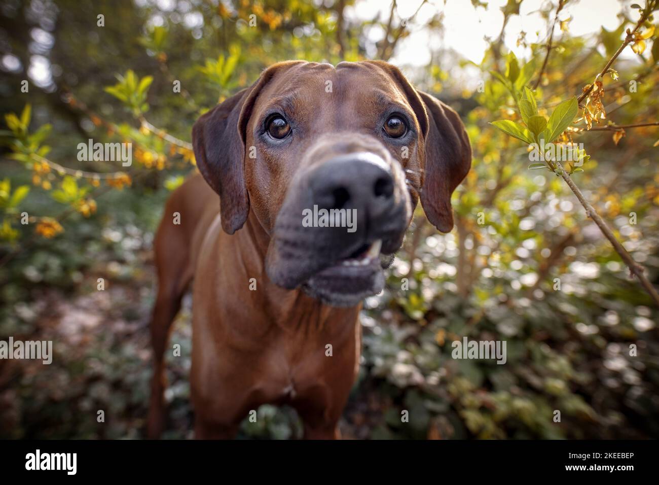 Rhodesian Ridgeback Portrait Stock Photo - Alamy