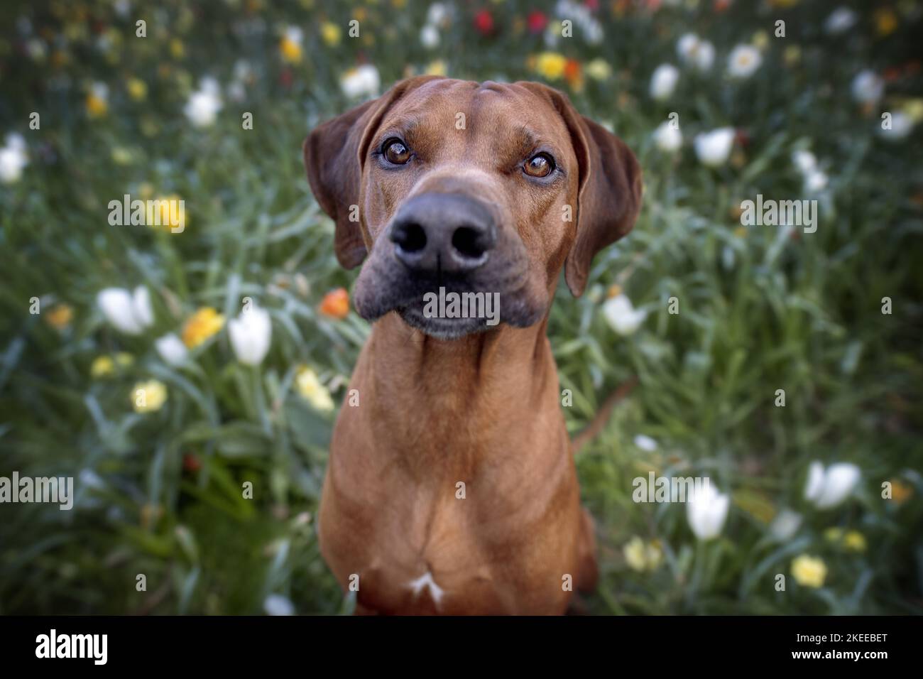 Rhodesian Ridgeback Portrait Stock Photo - Alamy