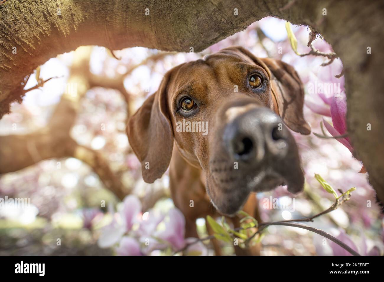 Rhodesian Ridgeback Portrait Stock Photo - Alamy