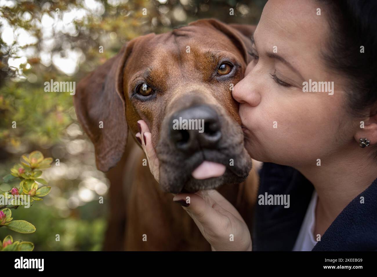 Rhodesian Ridgeback Portrait Stock Photo - Alamy