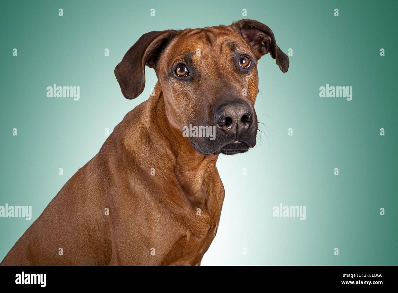 Rhodesian Ridgeback Portrait Stock Photo - Alamy