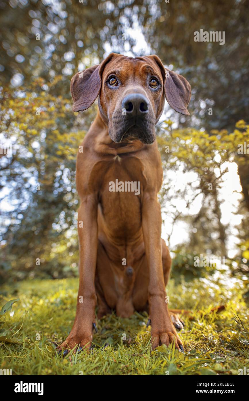 sitting Rhodesian Ridgeback Stock Photo - Alamy