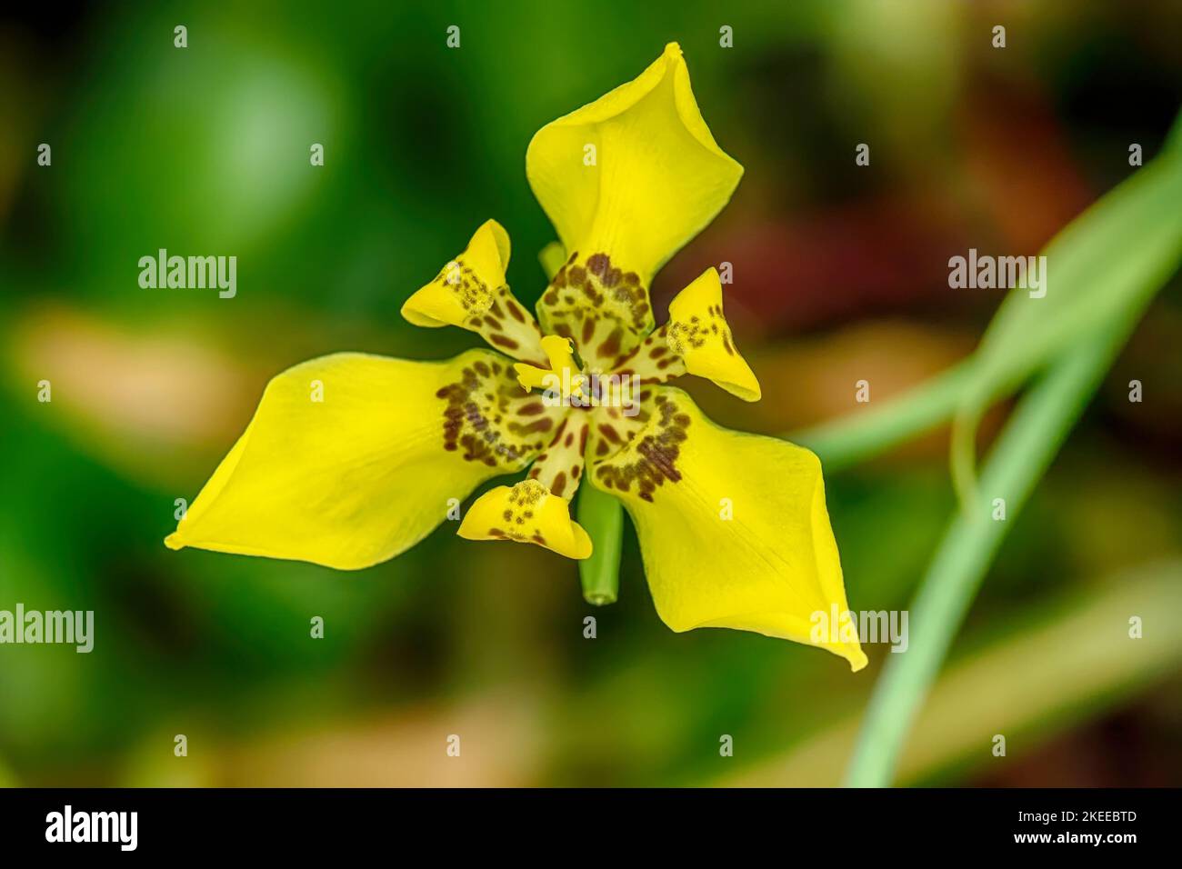 Trimezia flower hi-res stock photography and images - Alamy