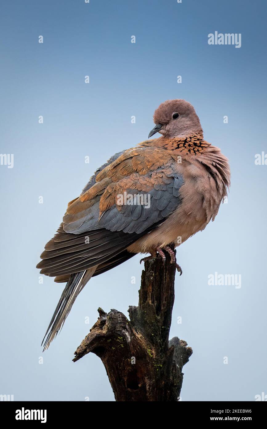 Laughing dove on tree stump turning head Stock Photo - Alamy