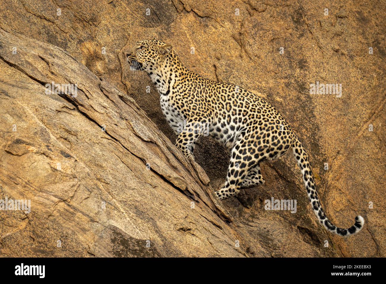 Leopard climbs up steep path on rockface Stock Photo - Alamy