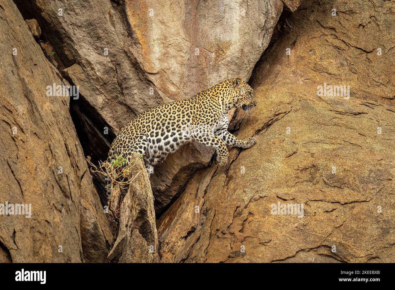 Leopard comes out of cave in rockface Stock Photo - Alamy