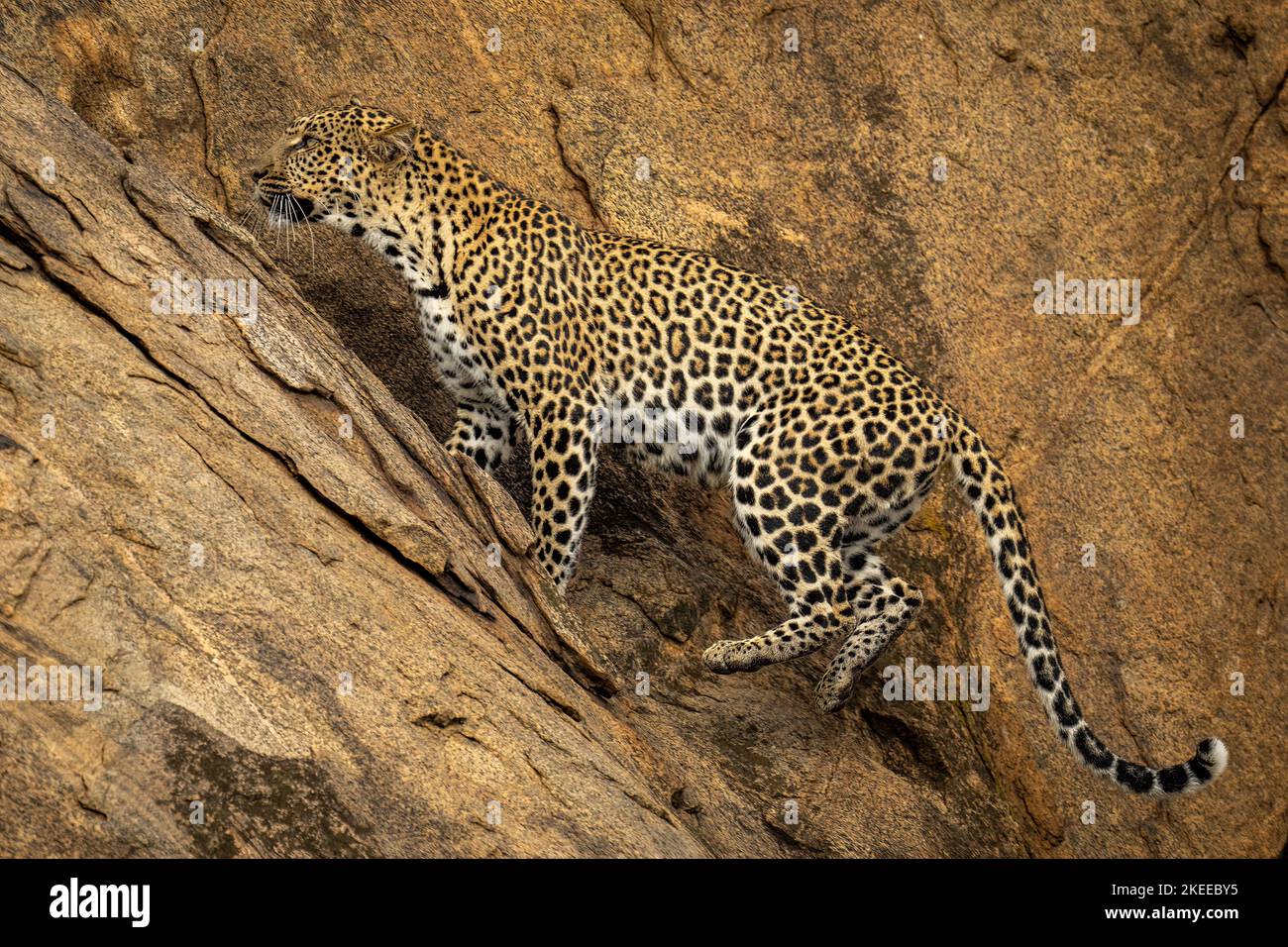 Lifting up paws hi-res stock photography and images - Alamy