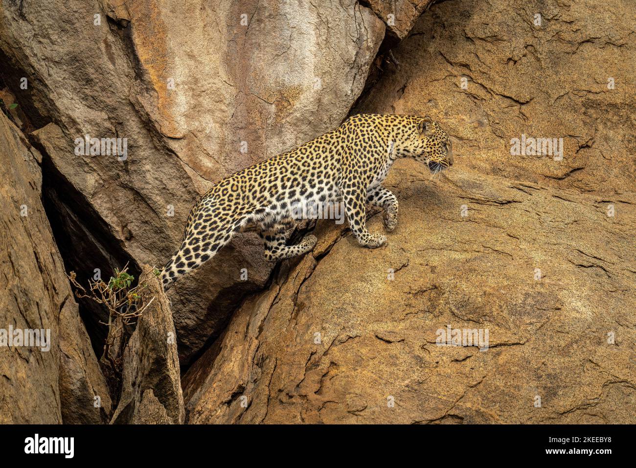 Leopard leaves cave and climbs rocky outcrop Stock Photo - Alamy