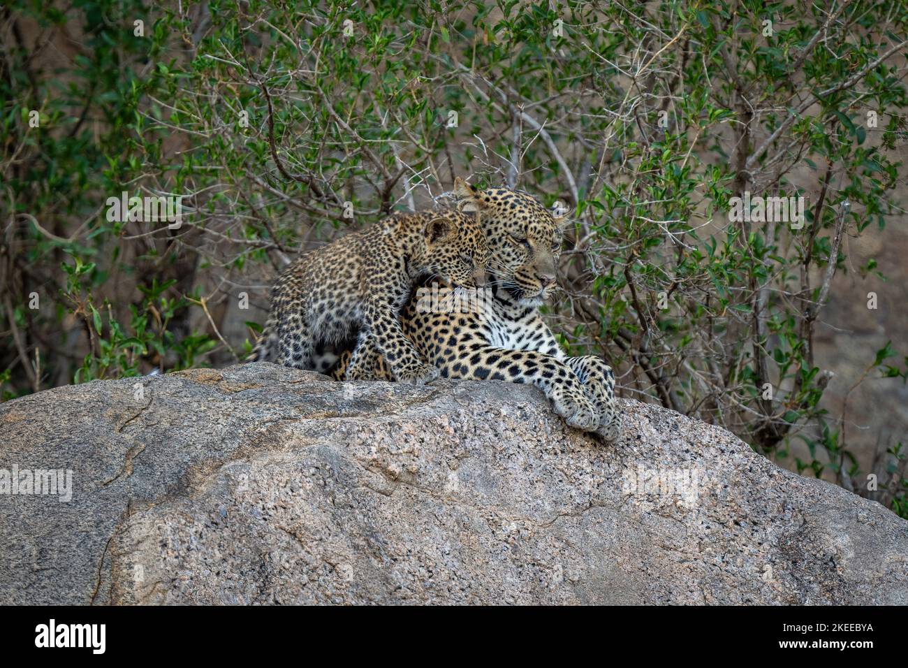 Leopard cub walks past mother on boulder Stock Photo - Alamy