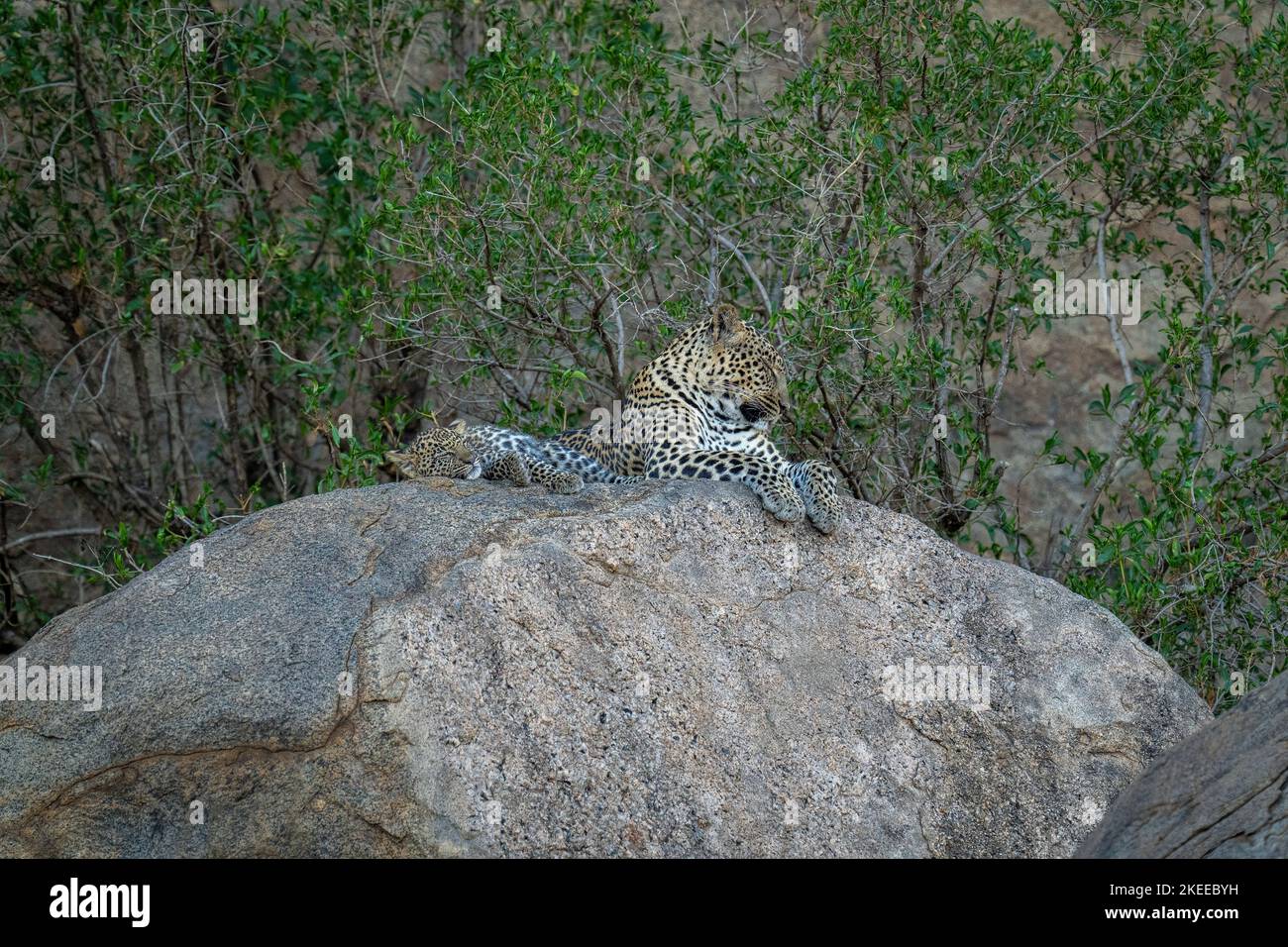 Leopard lies dozing on boulder with cub Stock Photo - Alamy