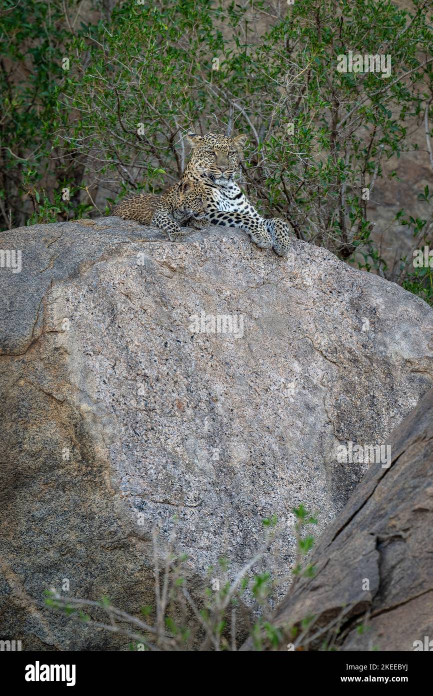 Leopard lies by cub on shady boulder Stock Photo - Alamy