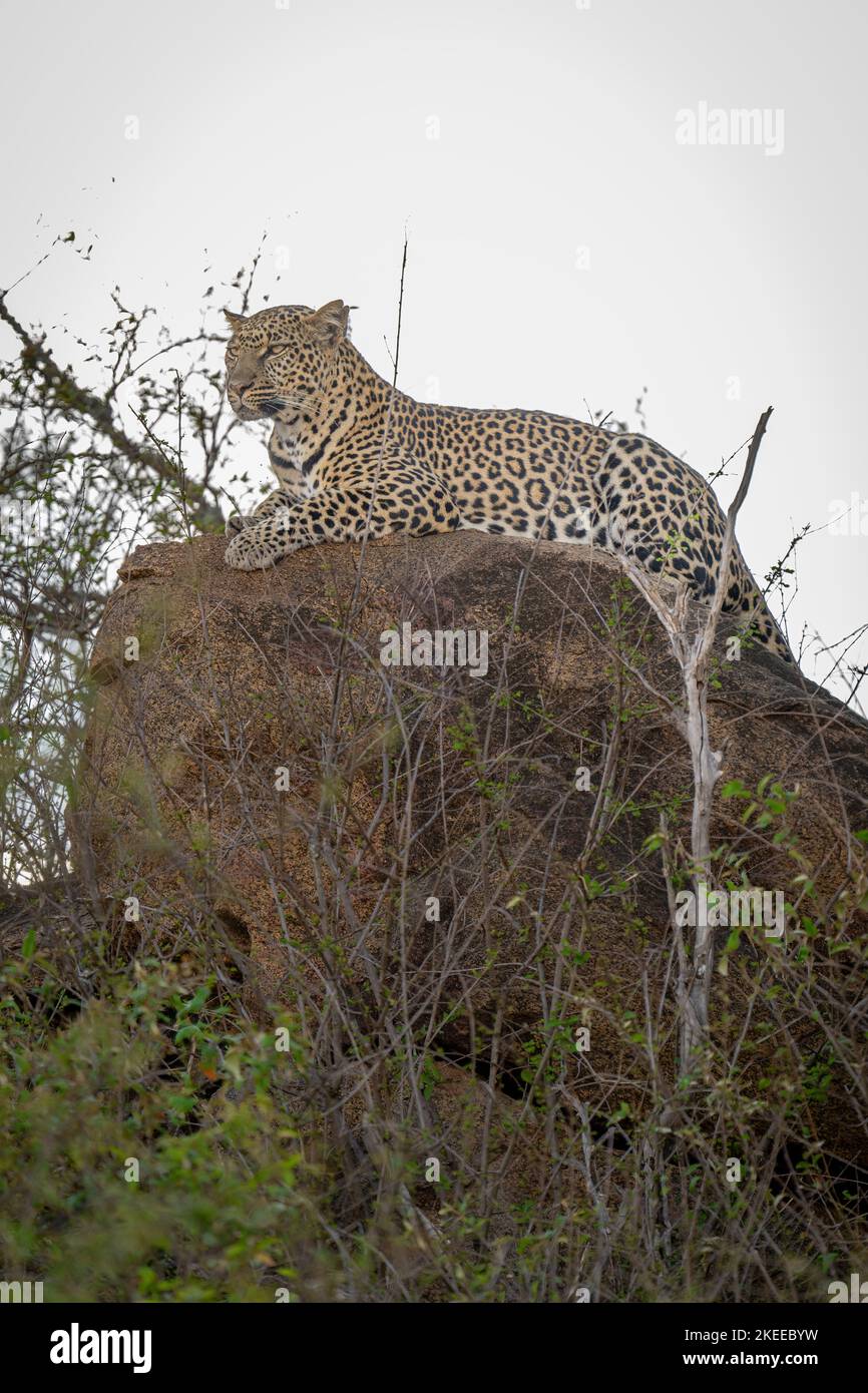 Leopard lies on thick hi-res stock photography and images - Alamy