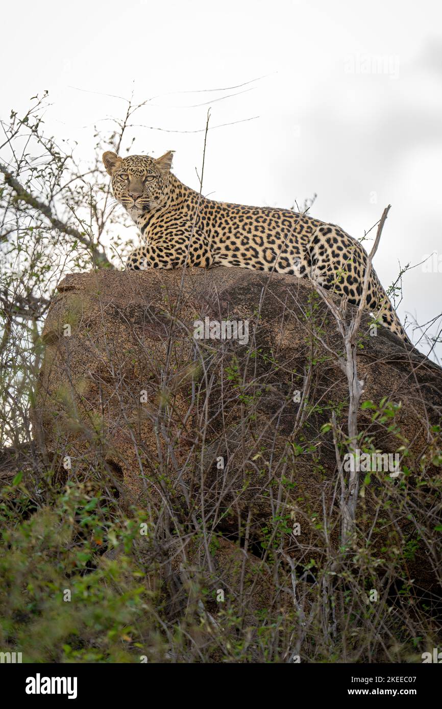Leopard lies on boulder staring at camera Stock Photo - Alamy