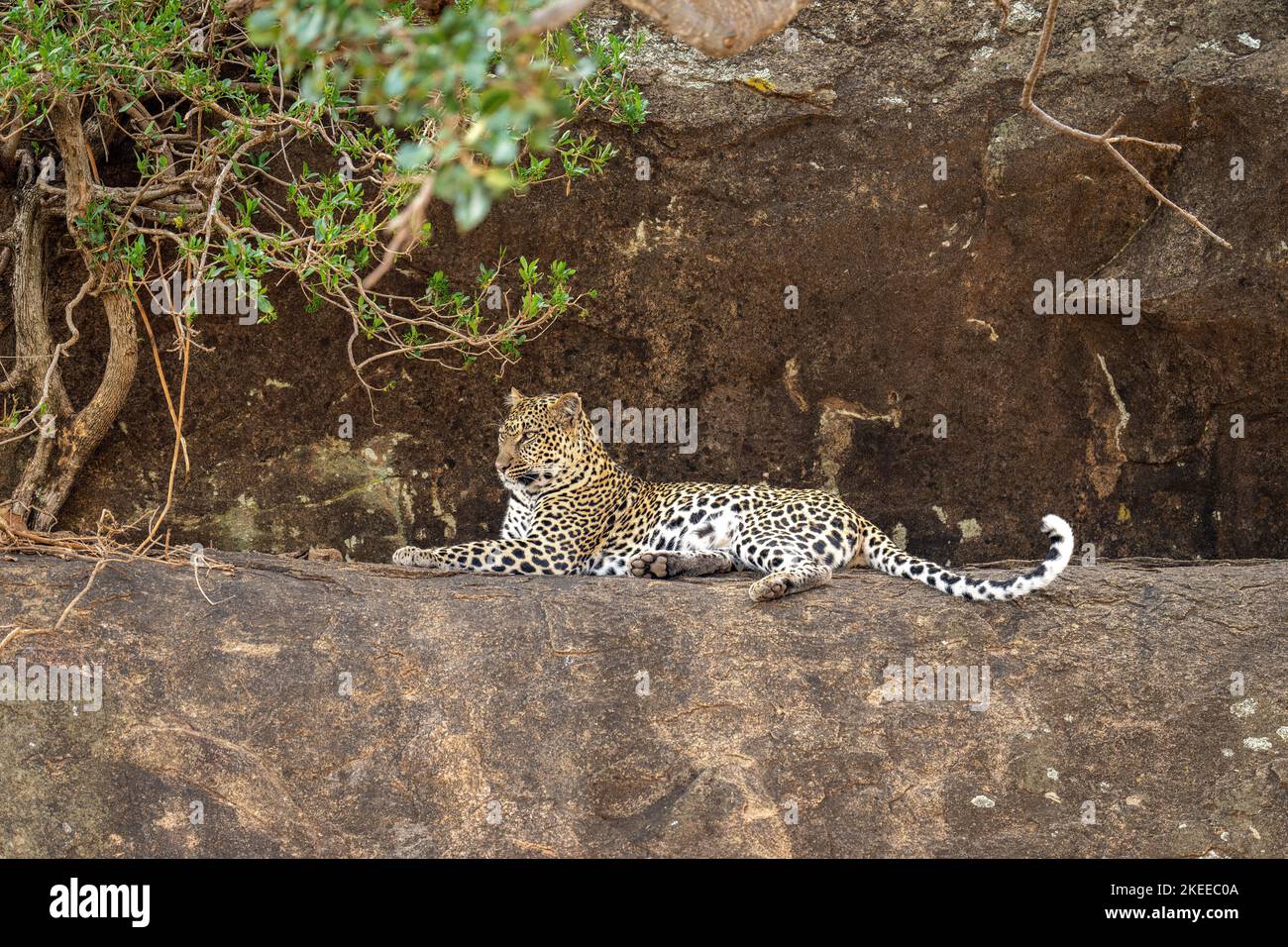Leopard lies on ledge beside tangled bush Stock Photo - Alamy