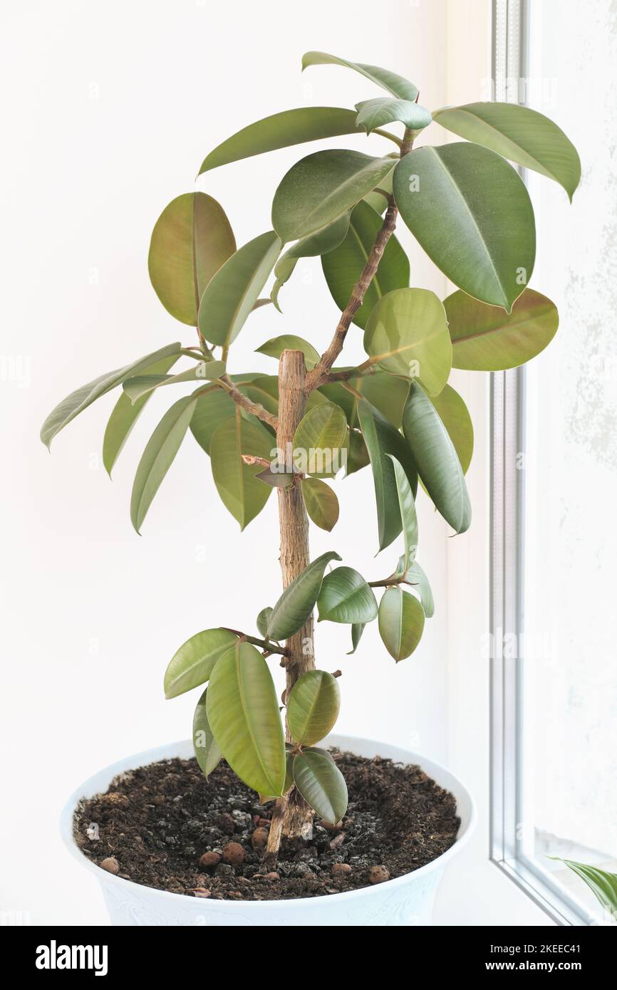 Ficus elastic plant rubber tree on a windowsill indoors. urban jungle ...