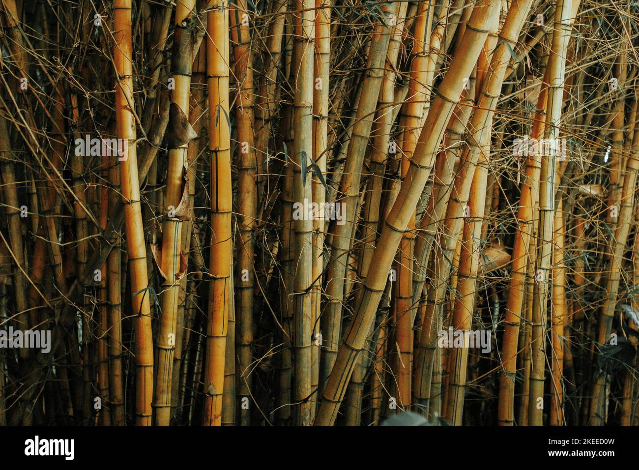 A bunch of bamboo trees in a shady area surrounded with thin branches ...
