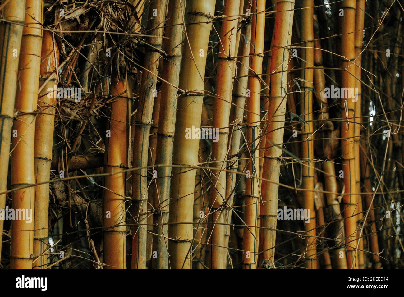 Bunch bamboo trees hi-res stock photography and images - Alamy