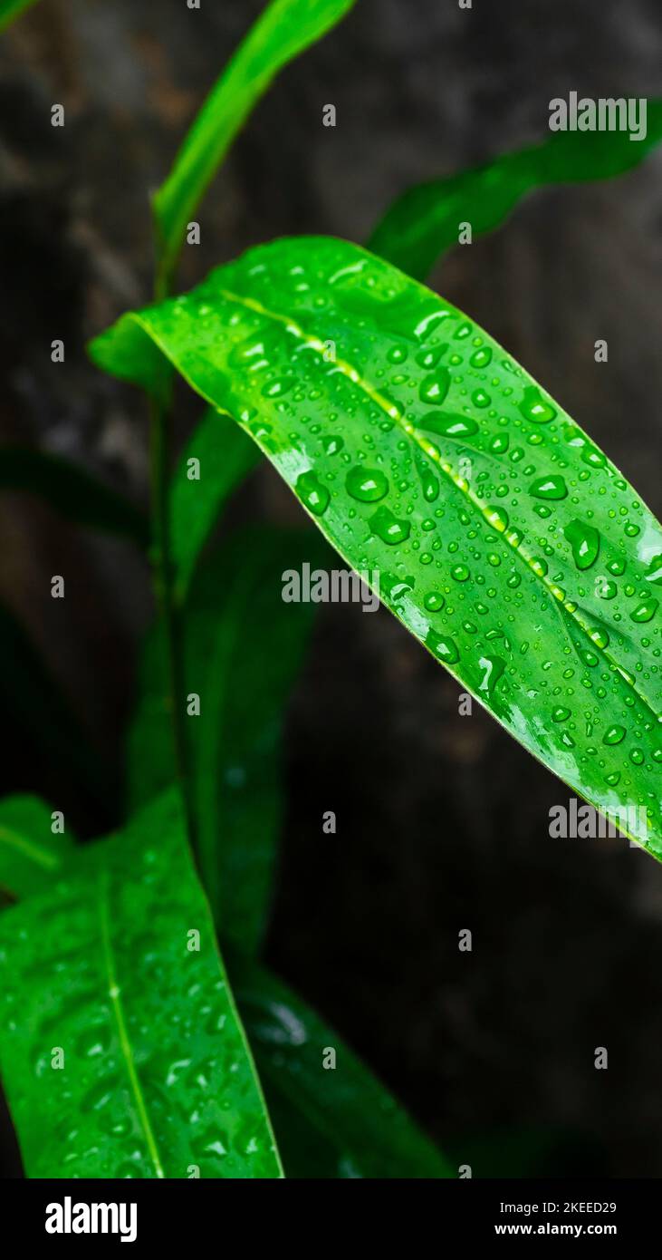 Close up green leaf background with water splash raindrop Stock Photo ...