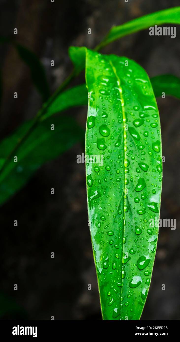 Close up green leaf background with water splash raindrop Stock Photo ...