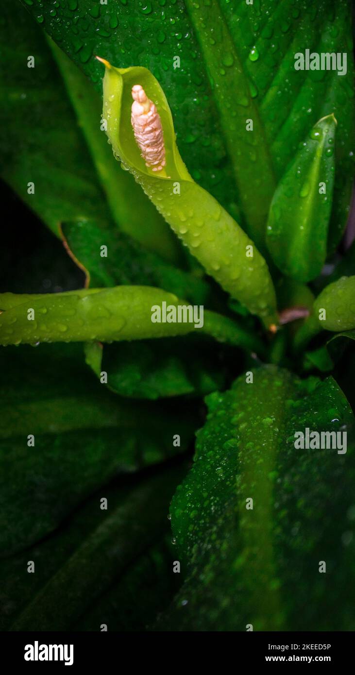 Close up green leaf background with water splash raindrop Stock Photo ...