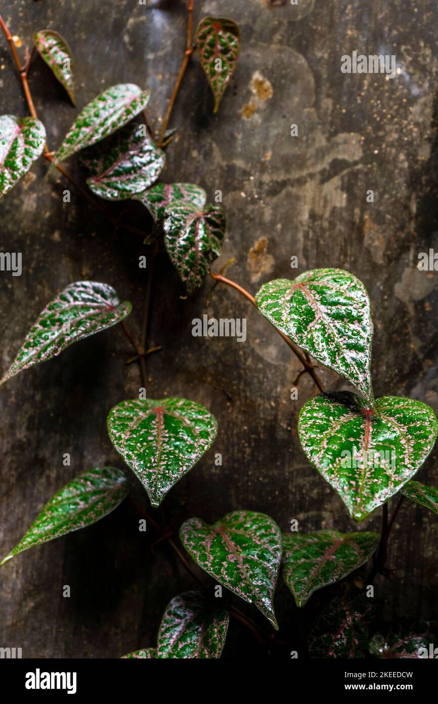 Piper ornatum leaf, Celebes pepper grow leave called Sirih Merah in ...