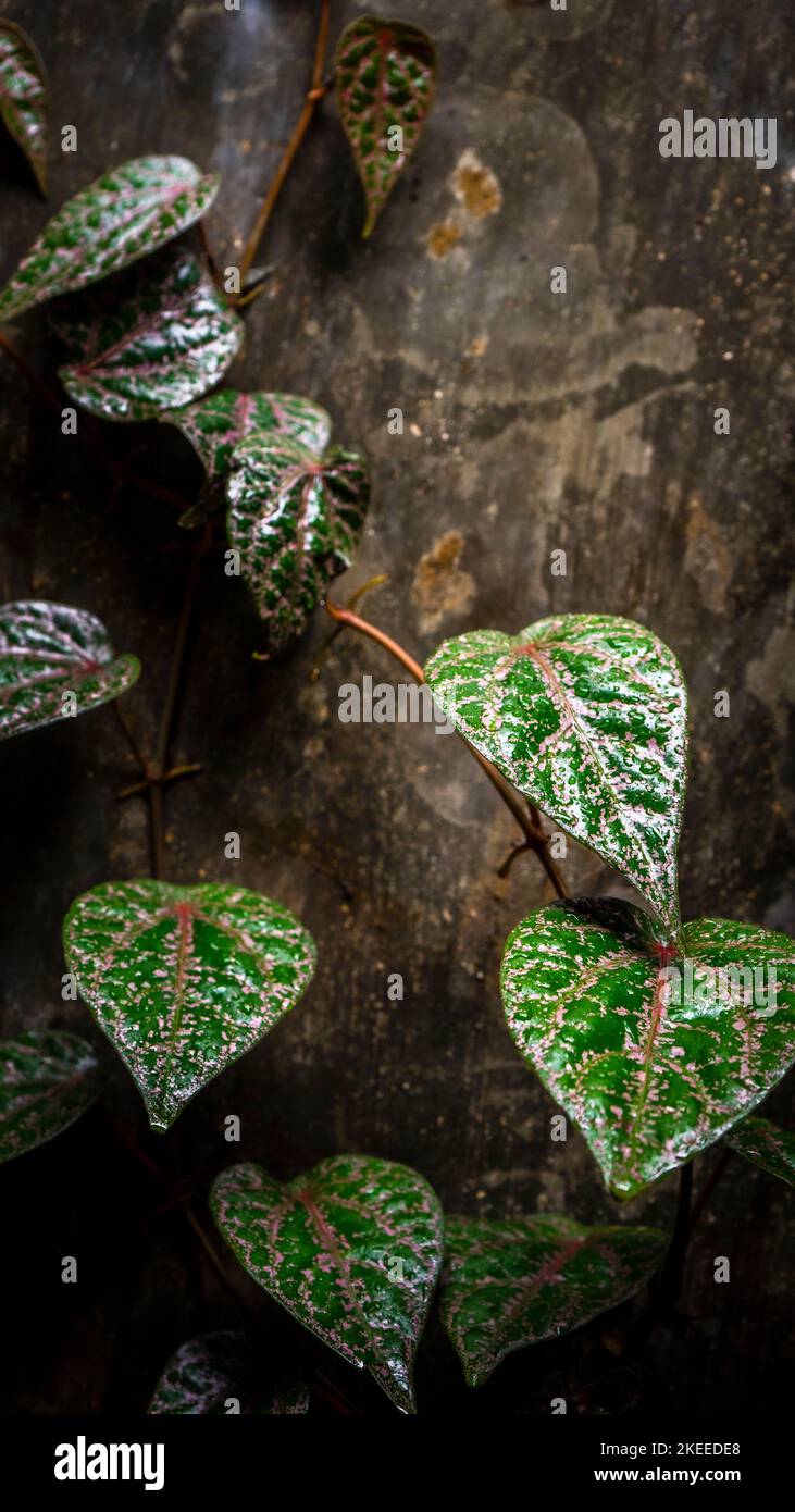 Piper ornatum leaf, Celebes pepper grow leave called Sirih Merah in ...