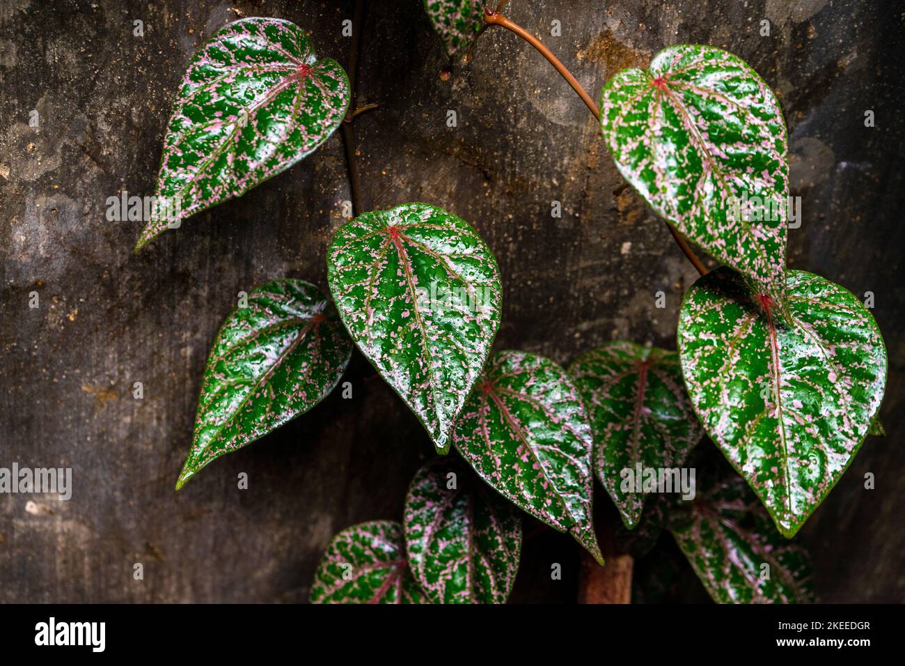 Piper ornatum leaf, Celebes pepper grow leave called Sirih Merah in ...