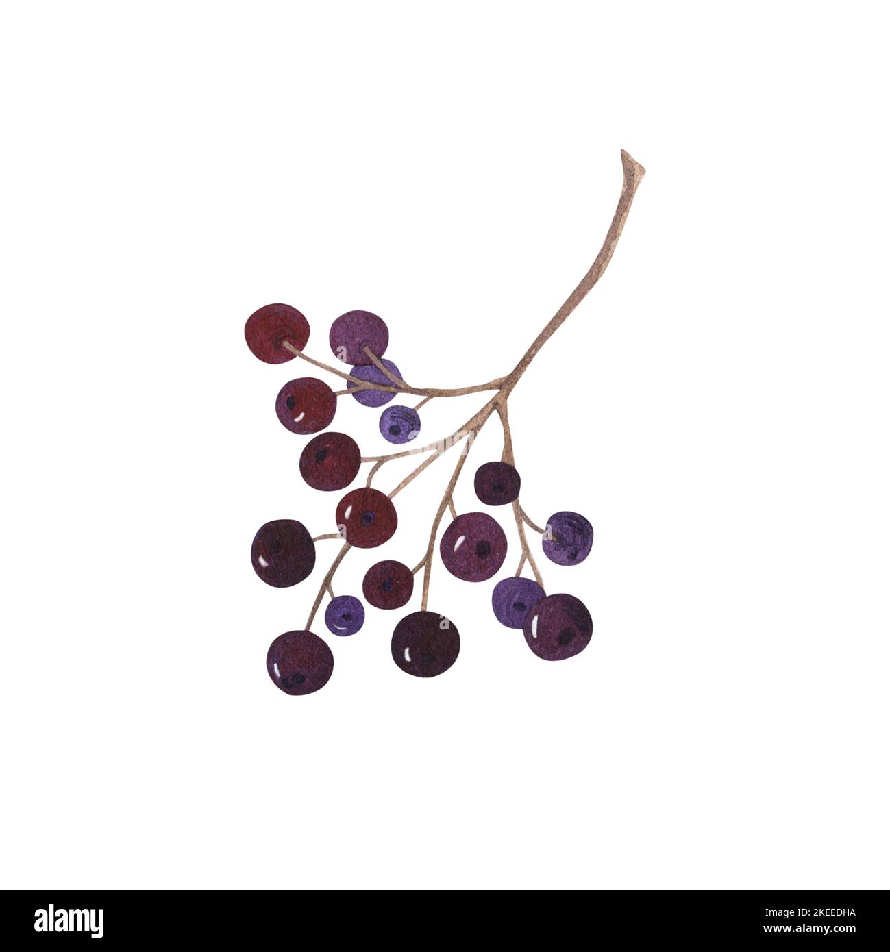 Autumn violet deep purple berries branch watercolor isolated on white ...