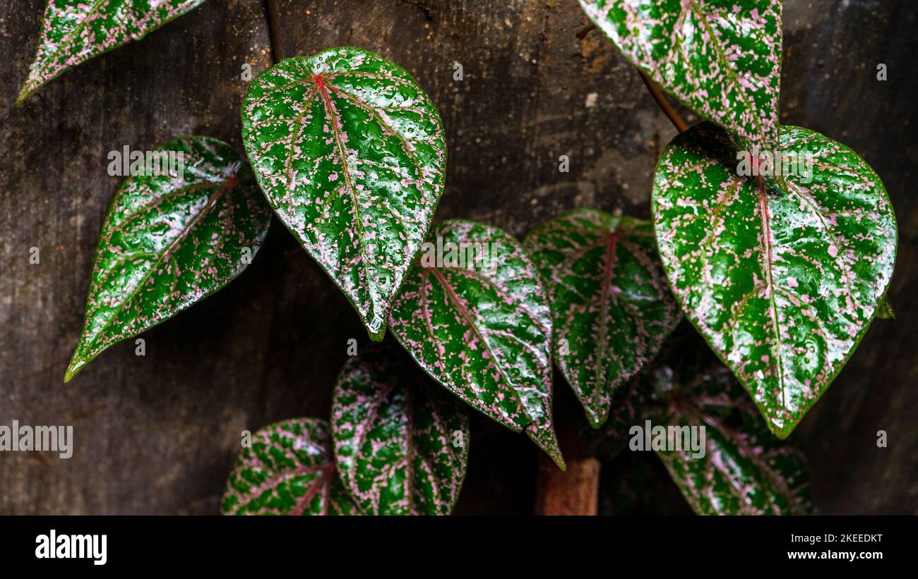 Piper ornatum leaf, Celebes pepper grow leave called Sirih Merah in ...