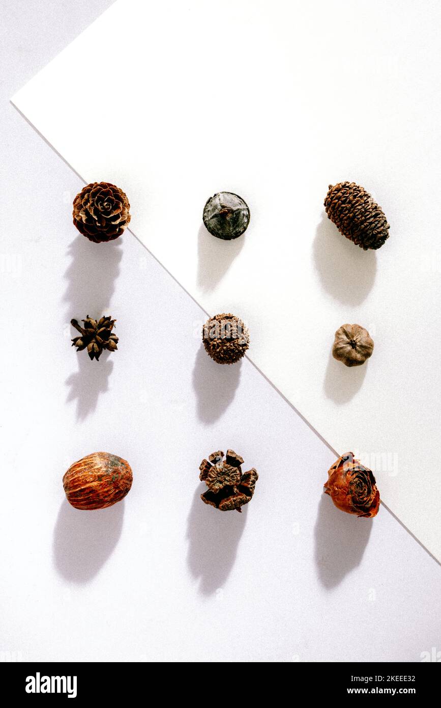 A top view of different pine cones and tree seeds arranged on a white ...