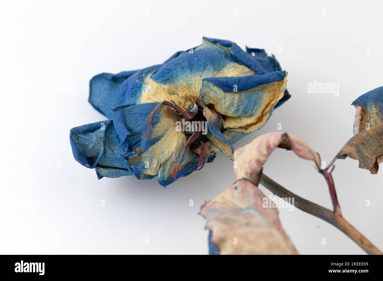 White rose wilted hi-res stock photography and images - Alamy