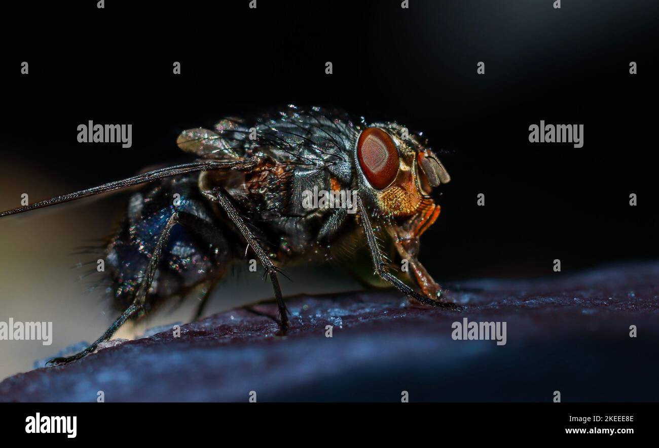A macro shot of a gray fly with red eyes on a wet surface Stock Photo ...