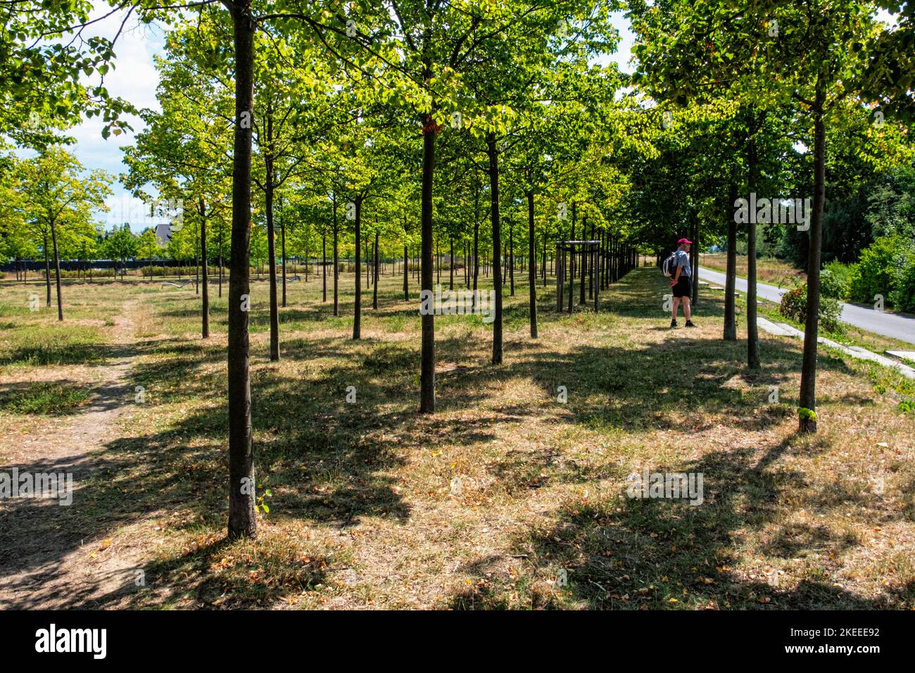 Landscaped area & trees along Pedestrian & Cycle path on route of ...