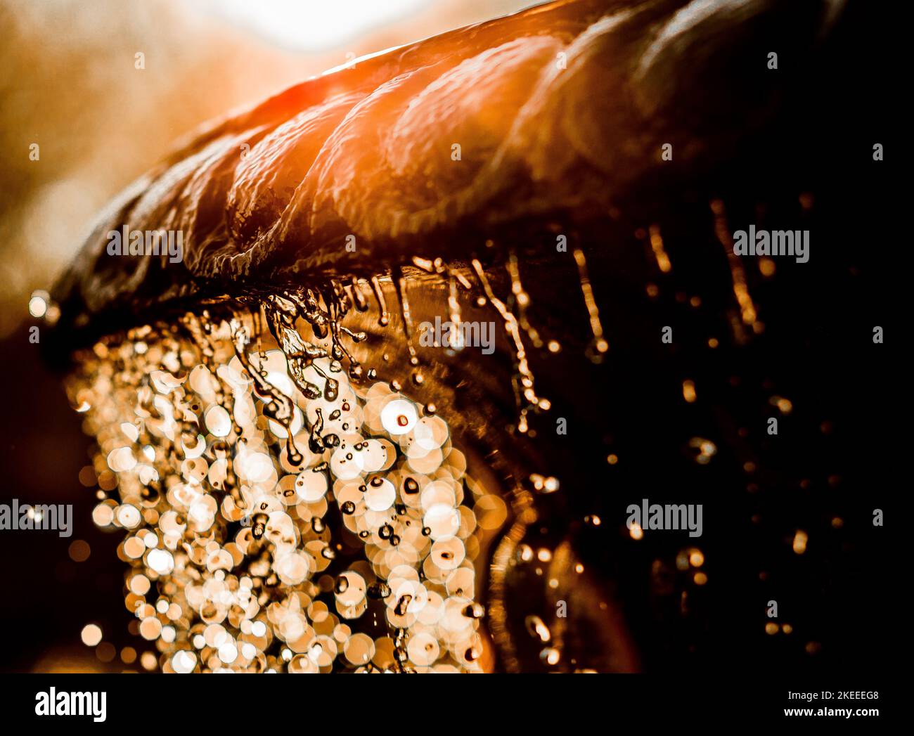 Bright sunshine and back lighting dramatically lights up the beautiful ...