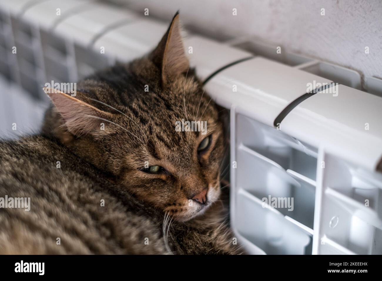 House radiator cat hi-res stock photography and images - Alamy