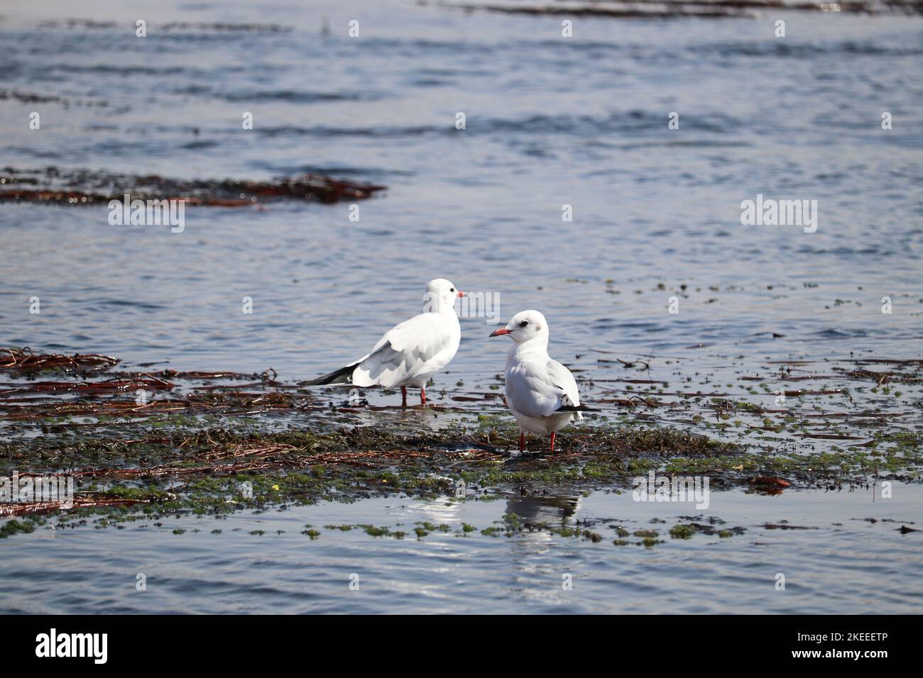 Birding aswan hi-res stock photography and images - Alamy