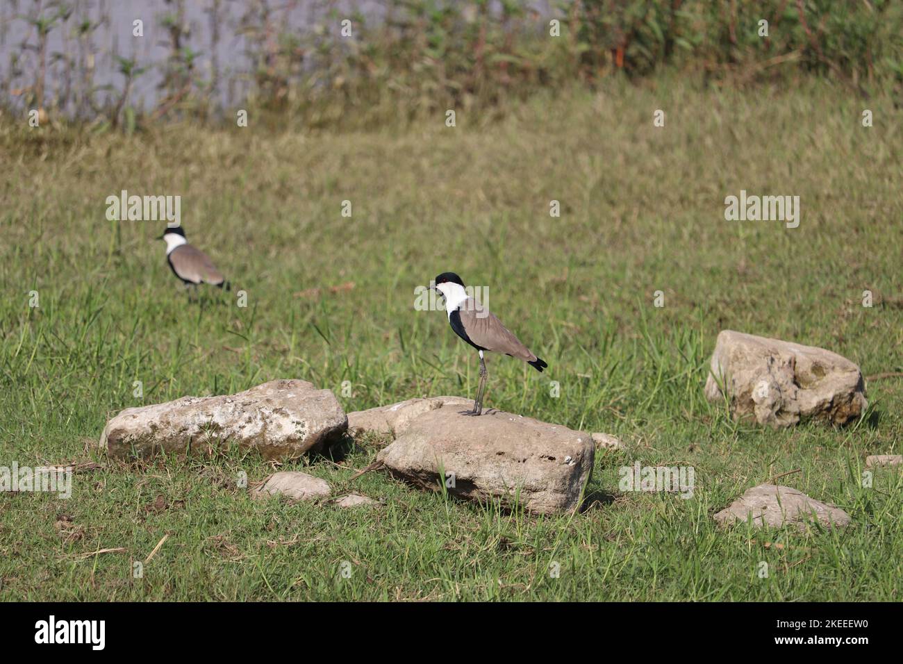 Spur-winged lapwing bird (Vanellus spinosus Stock Photo - Alamy