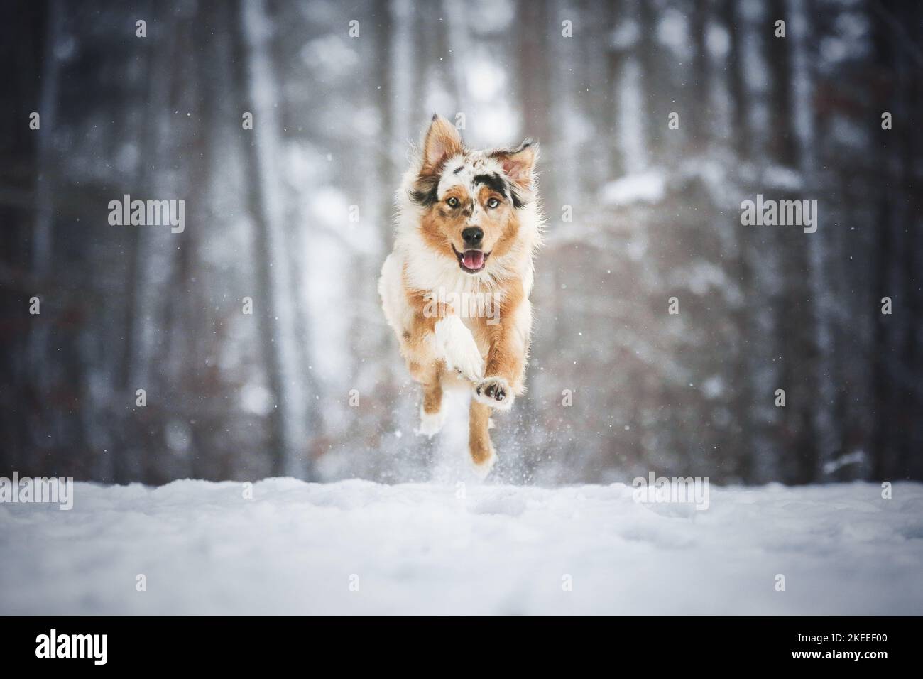jumping Australian Shepherd Stock Photo - Alamy