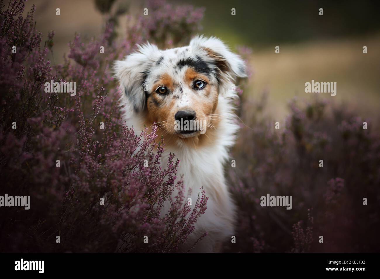 Australian Shepherd Portrait Stock Photo - Alamy