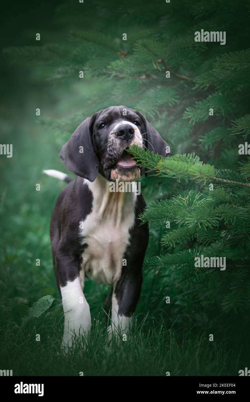 Great Dane Puppy Stock Photo - Alamy