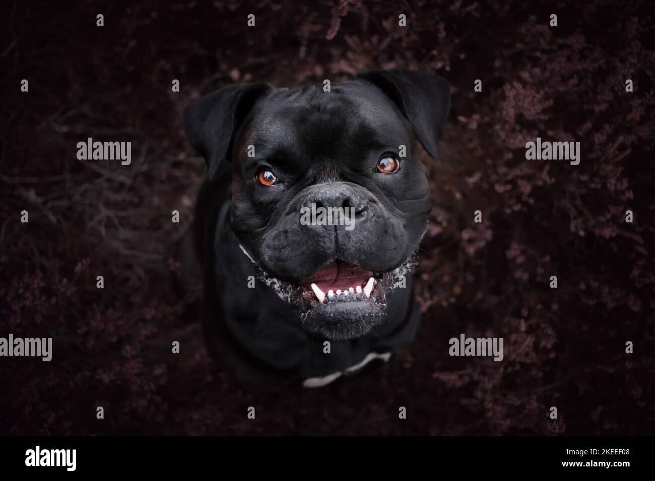 Black boxer portraits hi-res stock photography and images - Alamy