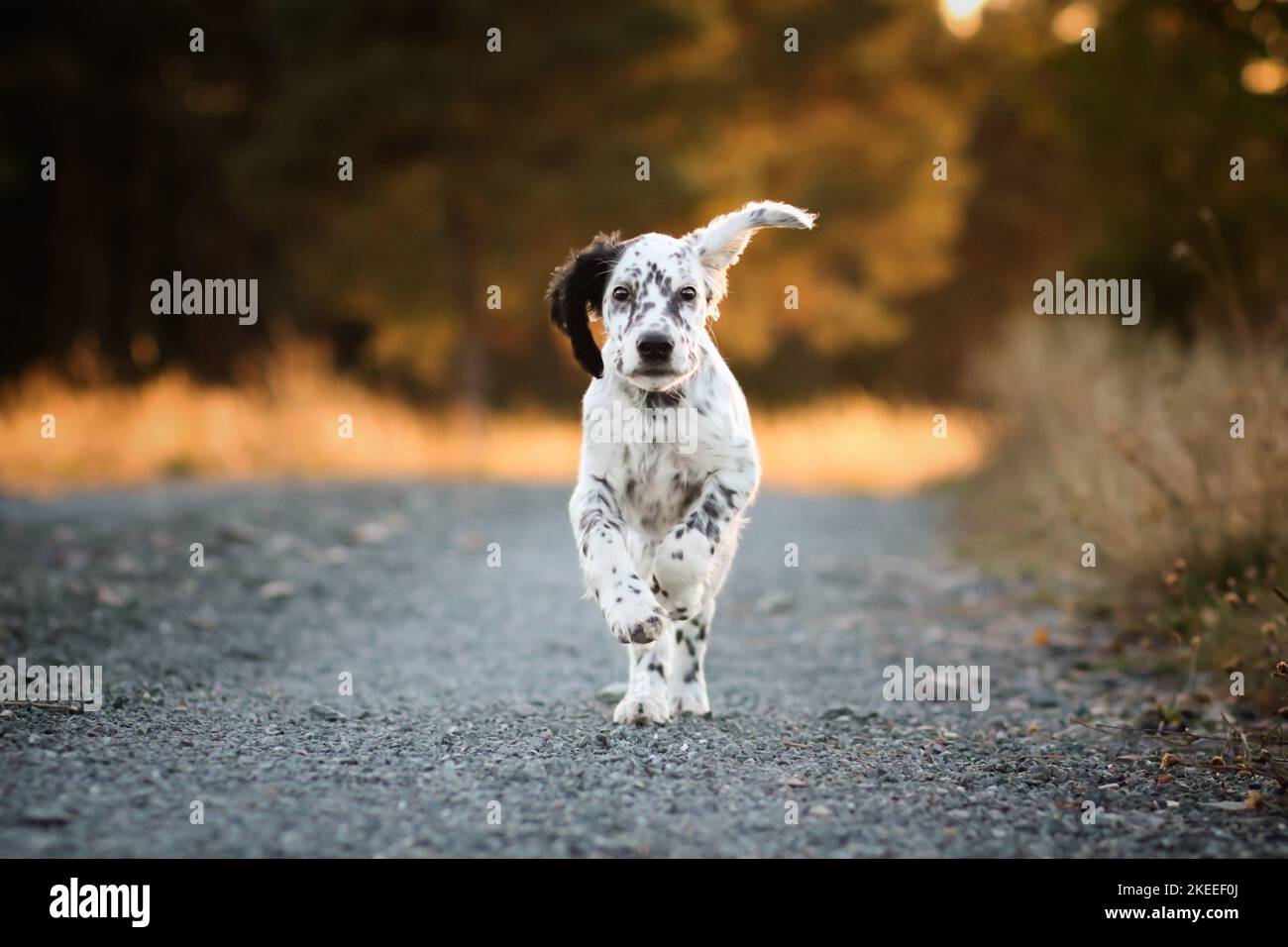 Red English Setter Cute Puppies