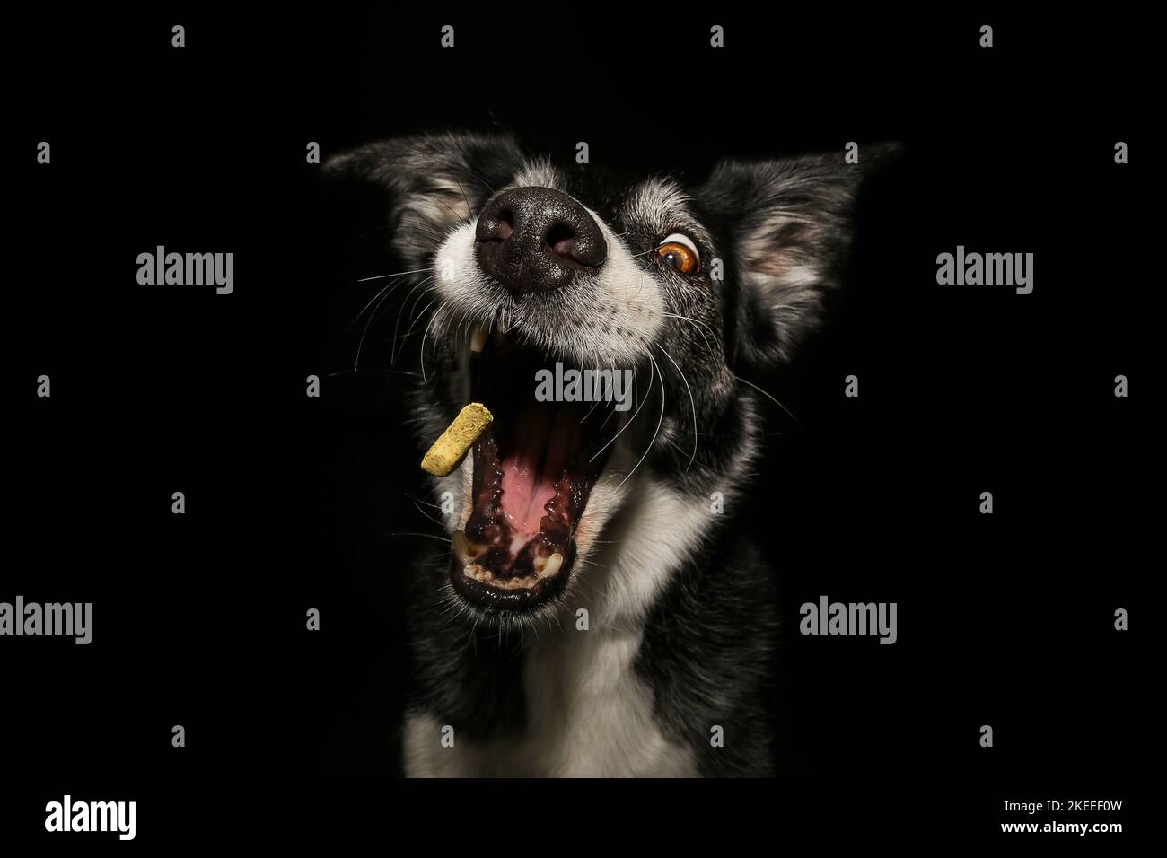 Shorthaired border collie hi-res stock photography and images - Alamy