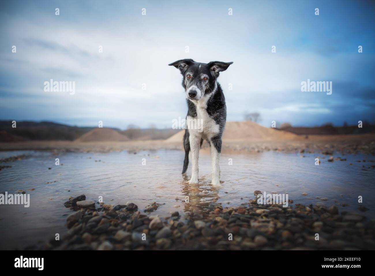 shorthaired Border Collie Stock Photo - Alamy