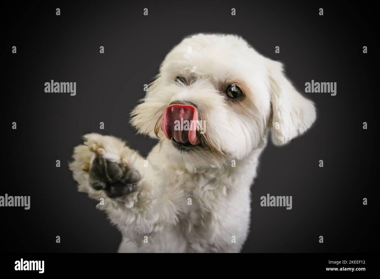 Licking paw give hi-res stock photography and images - Alamy